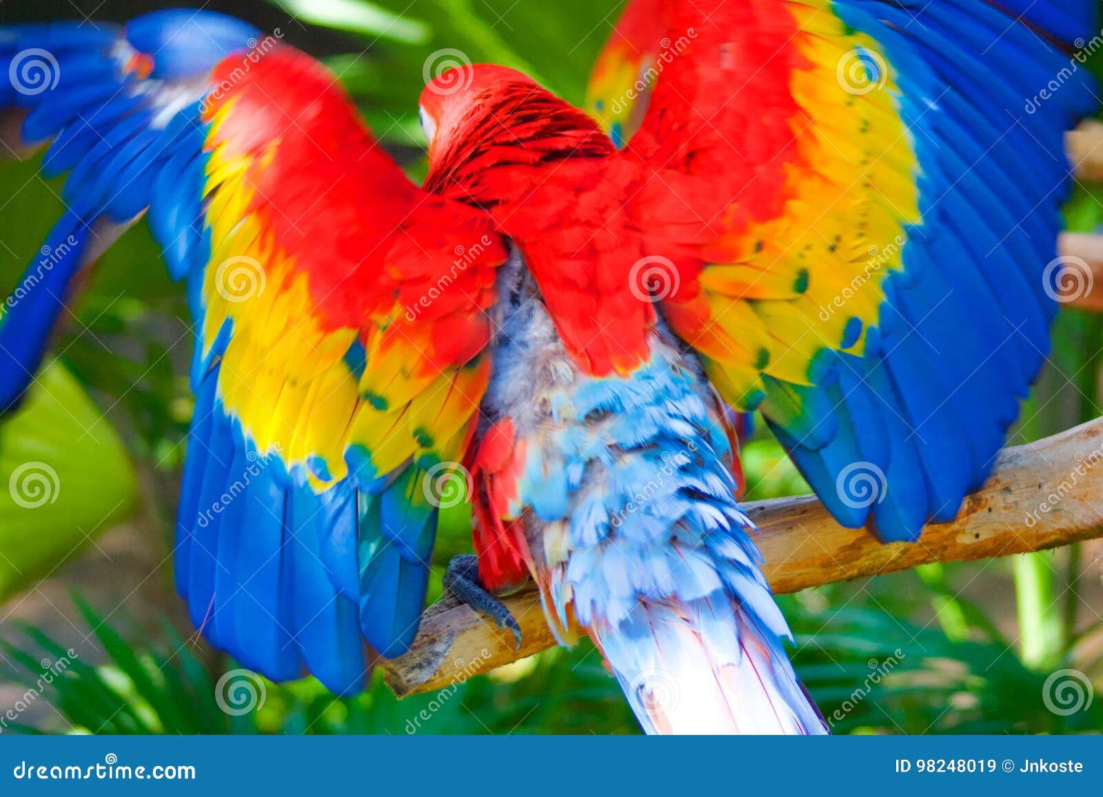 Parrot in Motion with Stretched Wings Stock Image - Image of tree ...