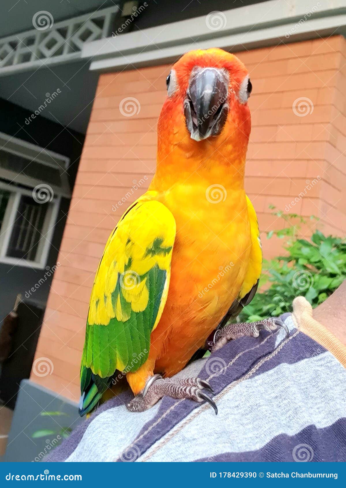 Parrot on my shoulder stock photo. Image of shou, yellow - 178429390