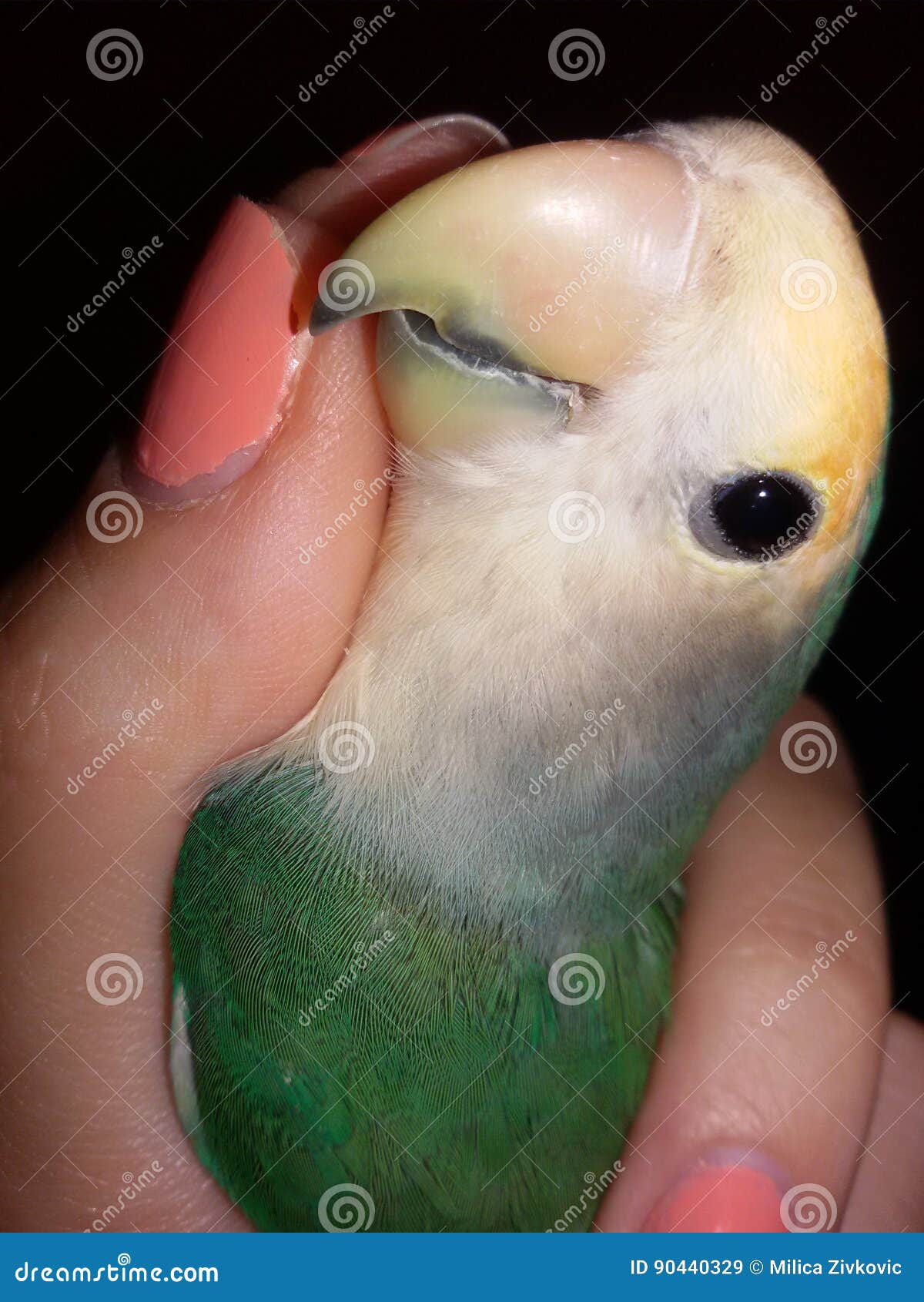 Parrot stock image. Image of bird, parrot, green, sweet - 90440329