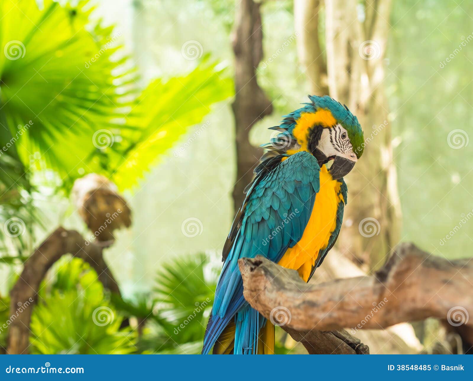 Parrot stock image. Image of green, animal, beautiful - 38548485
