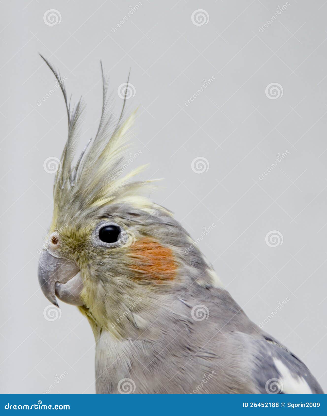 Parrot Nimfa stock photo. Image of duck, tuft, crest - 26452188