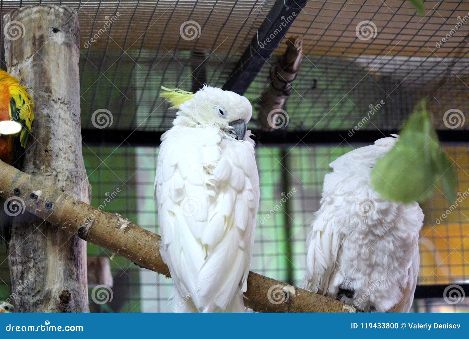Parrot stock photo. Image of birds, noisy, woodpecker - 119433800