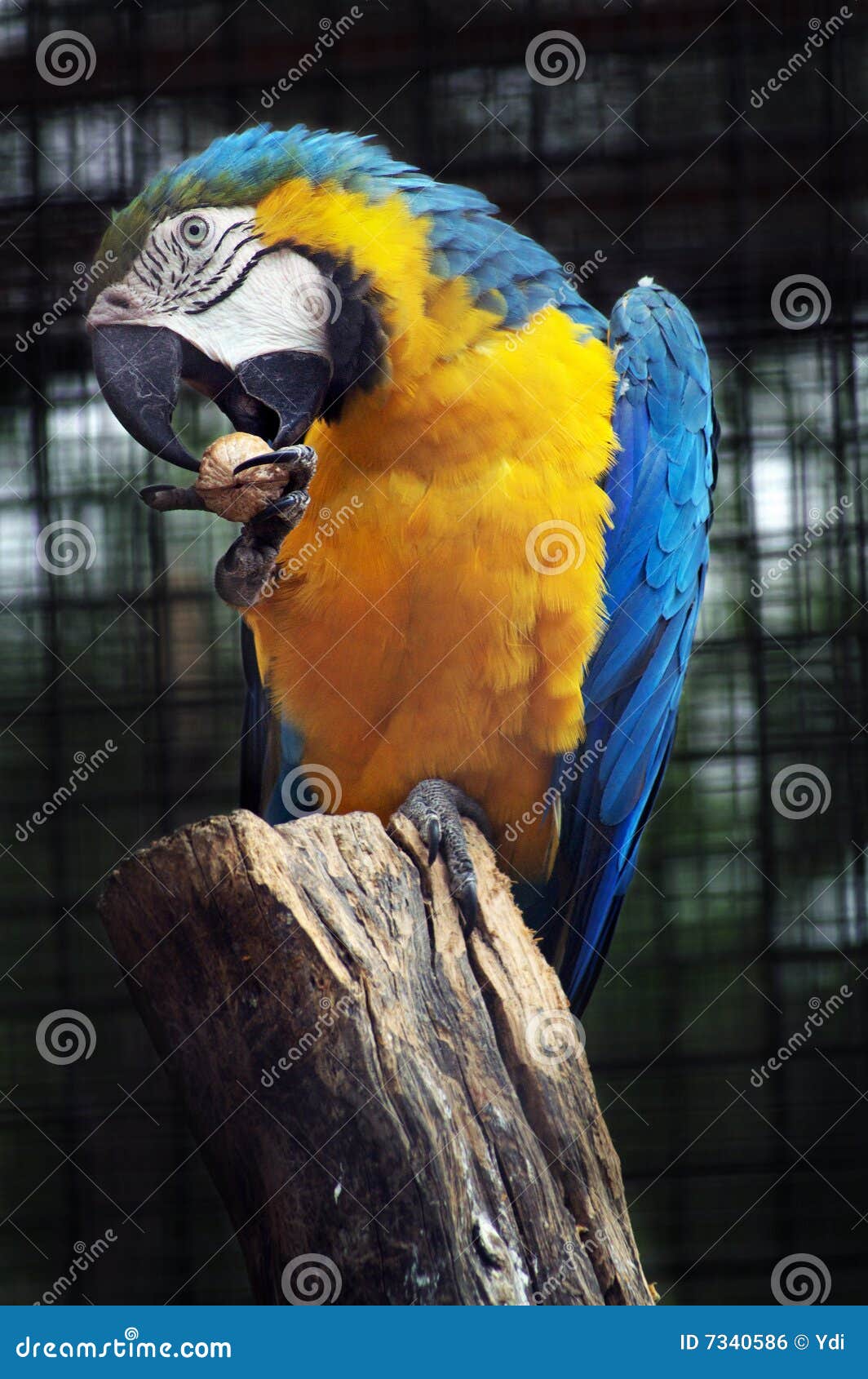 Parrot and a nut stock photo. Image of feather, beautiful - 7340586