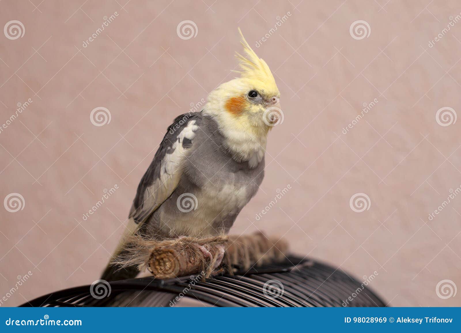 Parrot nymph stock image. Image of corella, love, beak - 98028969