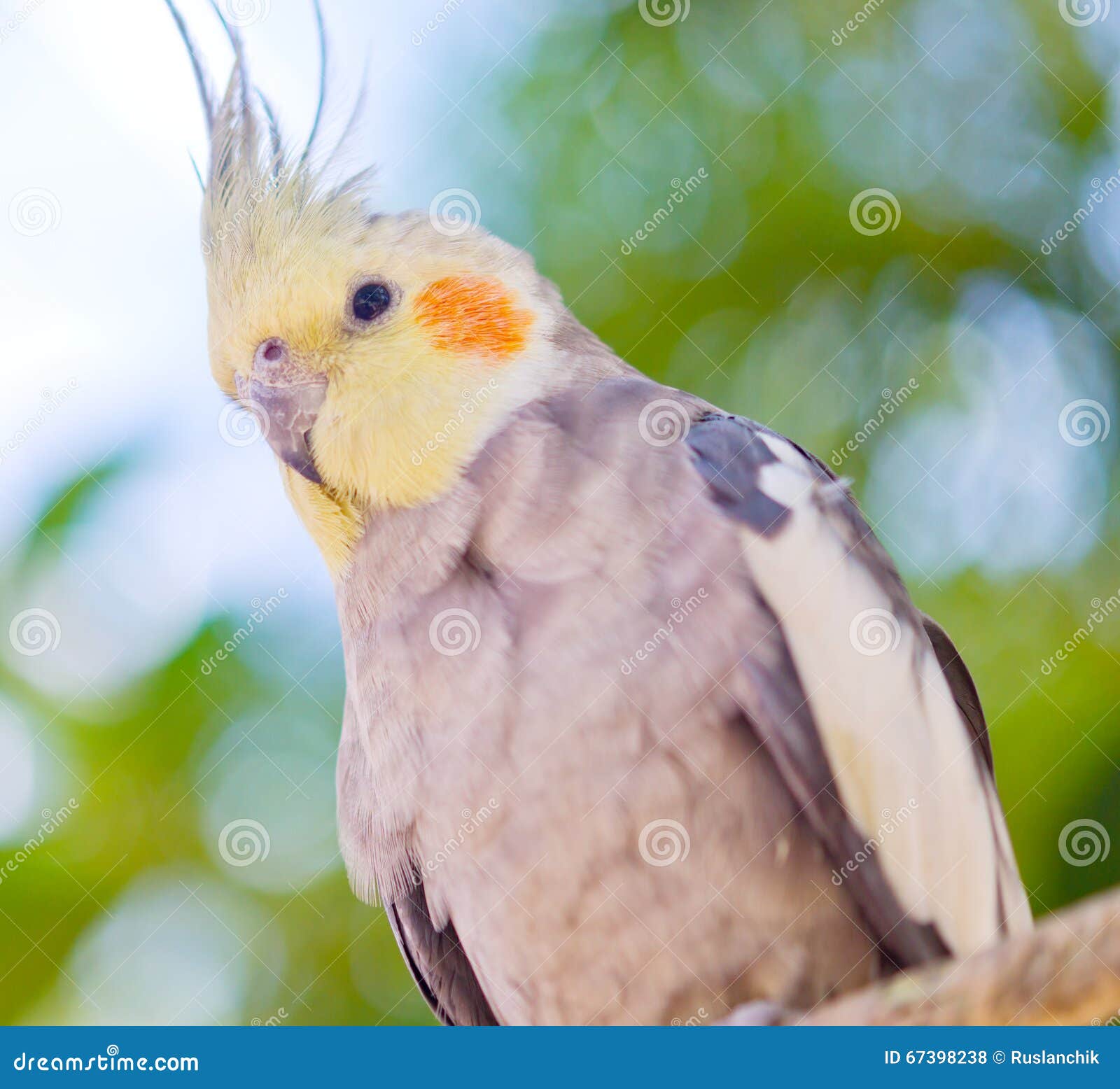 Parrot Nymphicus Hollandicus Stock Photo - Image of crest, natural ...