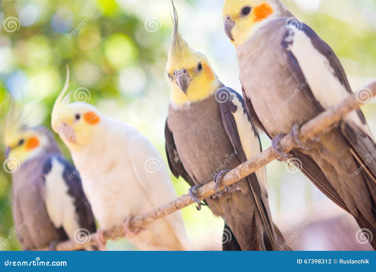 Parrot Nymphicus Hollandicus Stock Photo - Image of flock, crested ...