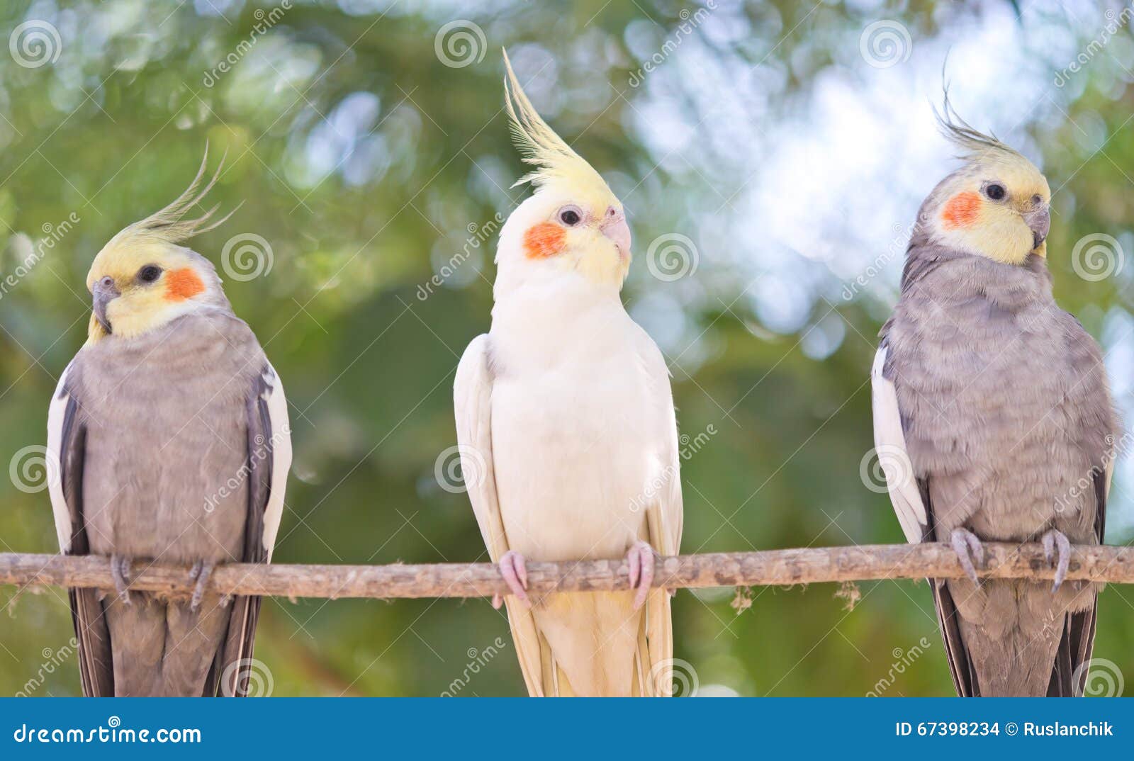 Parrot Nymphicus Hollandicus Stock Photo - Image of australia, crested ...
