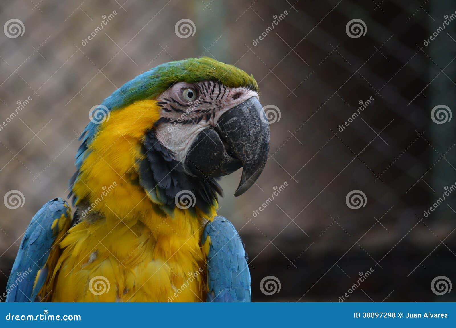 Parrot stock photo. Image of america, conures, captive - 38897298