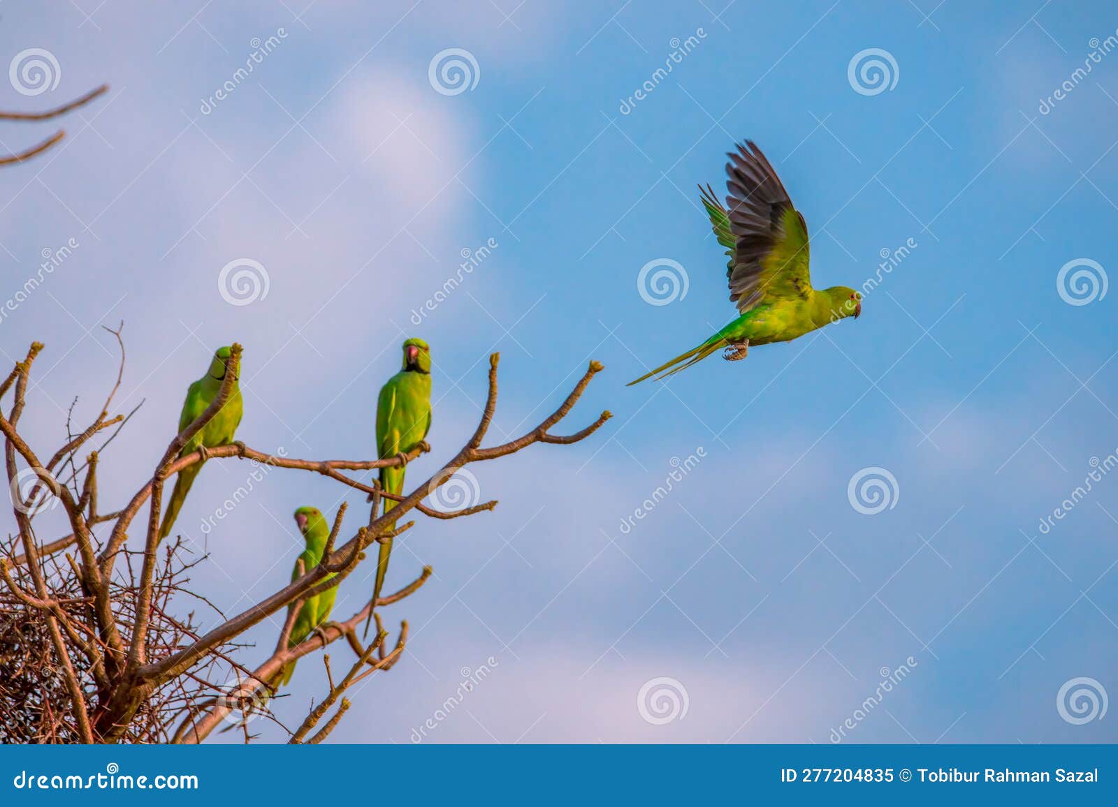 Parrot with Open Sky and the Branches of a Tree. Stock Image - Image of ...
