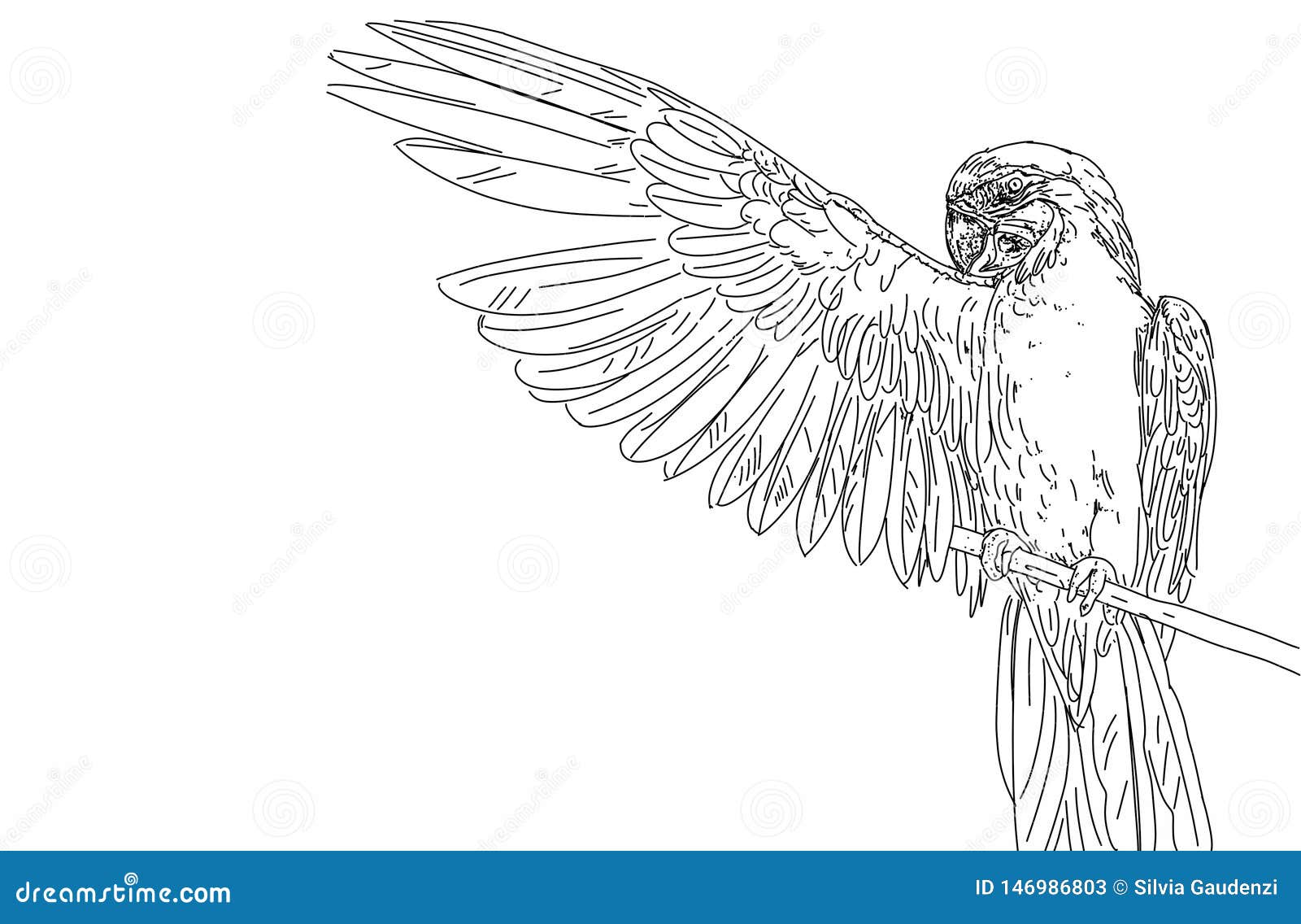 A parrot on an open wing stock illustration. Illustration of bears ...