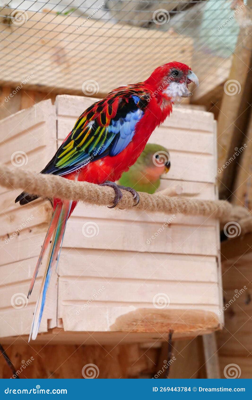 Parrot Opened Its Mouth and Screams Stock Photo - Image of ...