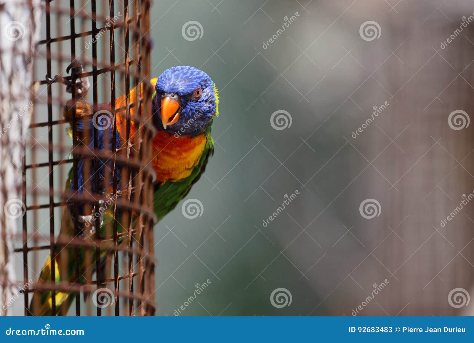 Parrot outside its cage stock image. Image of wildlife - 92683483