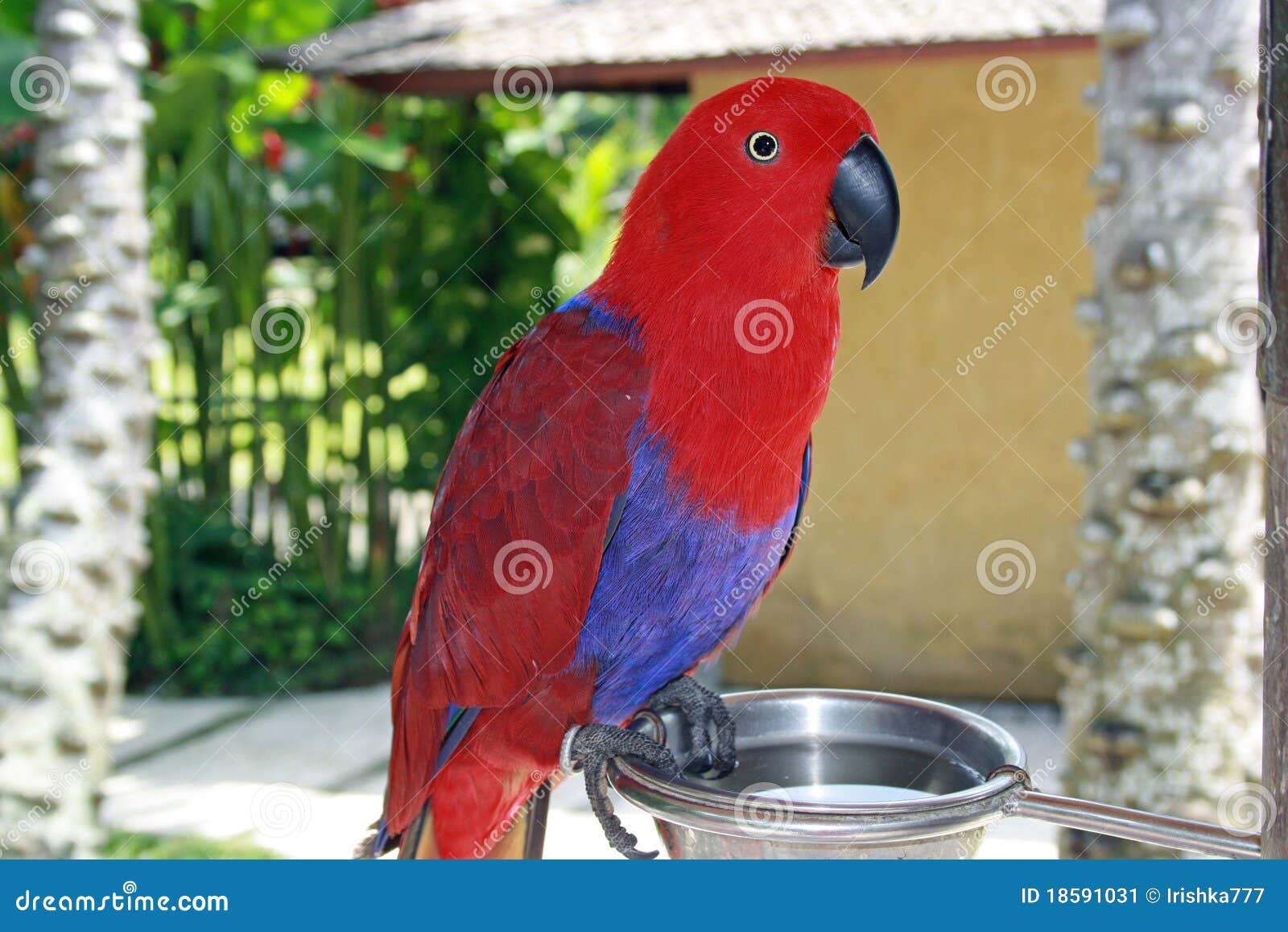 Parrot in the park stock image. Image of drink, wing - 18591031