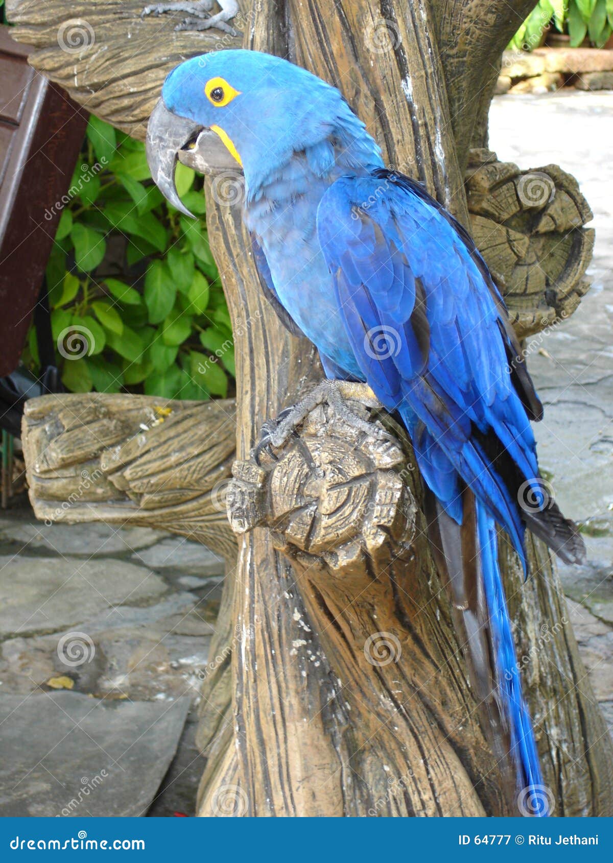 Parrot in Pattaya, Thailand Stock Image - Image of tree, pattaya: 64777