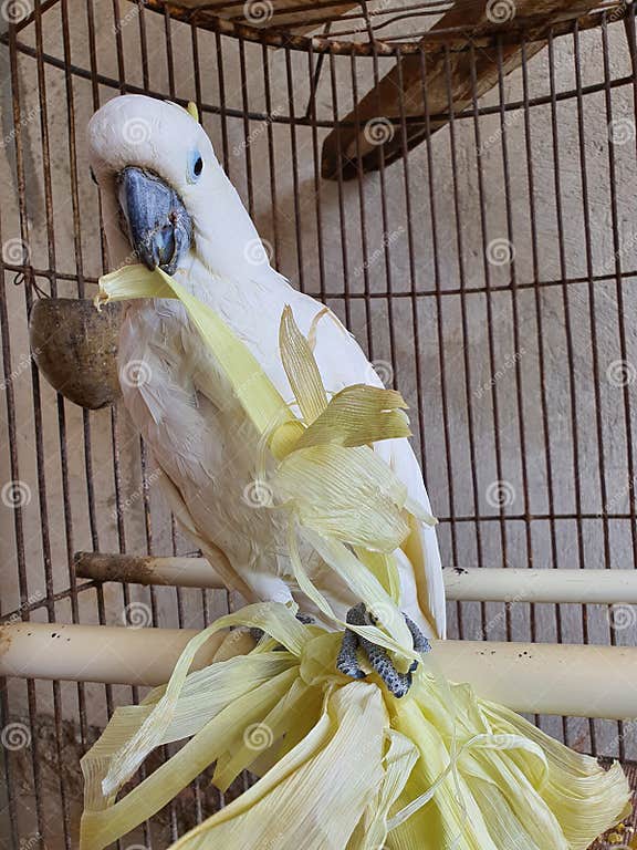 A parrot peeling corn skin stock image. Image of parrot - 170904467