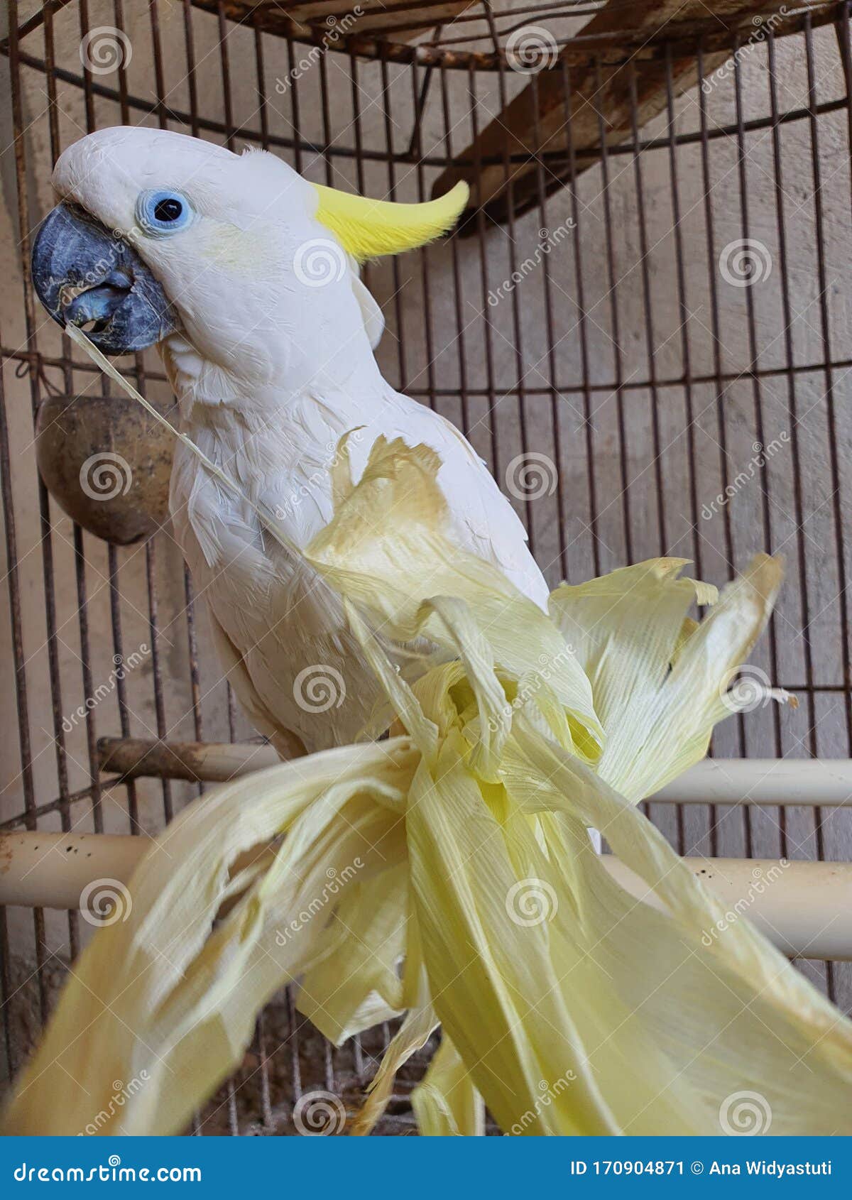 A parrot peeling corn skin stock image. Image of nature - 170904871