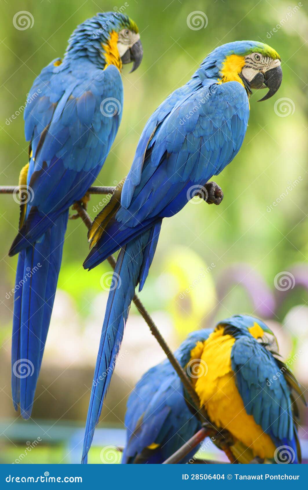 Parrot on the perch stock photo. Image of macaw, agapornis - 28506404
