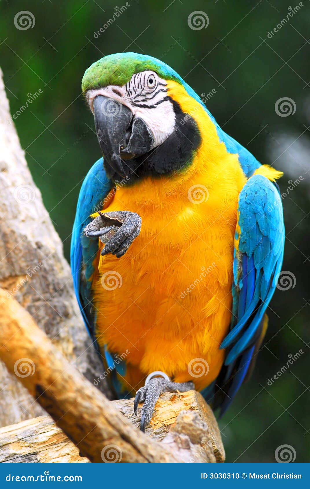 Parrot on perch stock photo. Image of head, talkative - 3030310