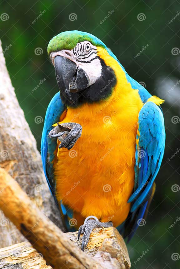 Parrot on perch stock photo. Image of head, talkative - 3030310