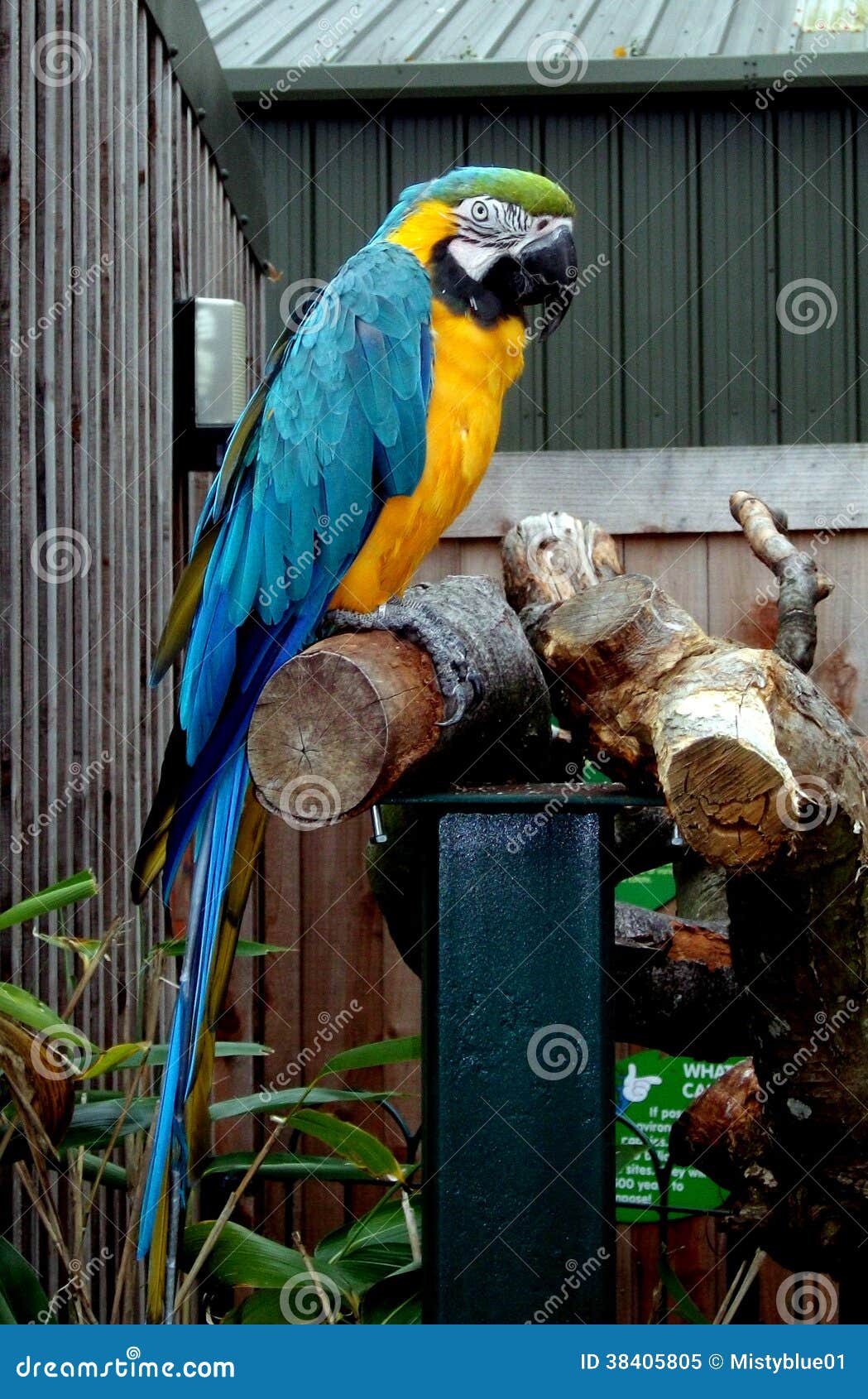Parrot on Perch stock image. Image of plumage, mccaw - 38405805