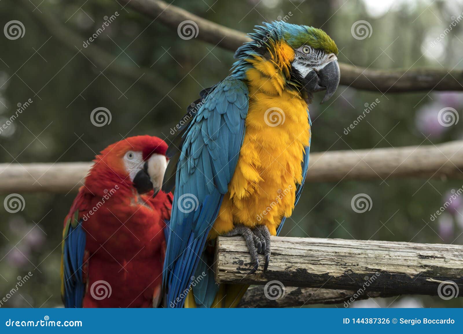 Parrot on a perch stock photo. Image of designs, nature - 144387326