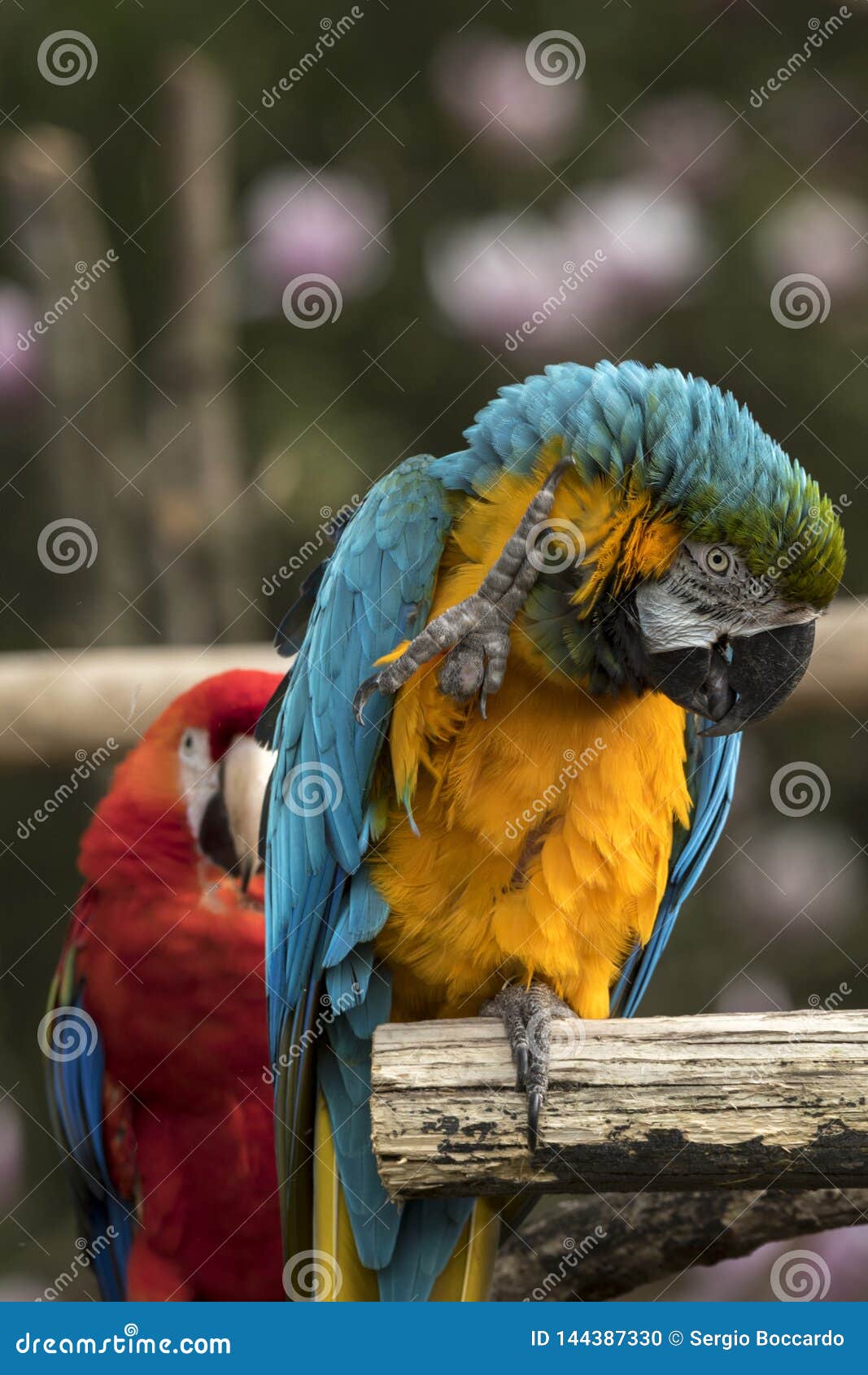 Parrot on a perch stock photo. Image of blue, perch - 144387330