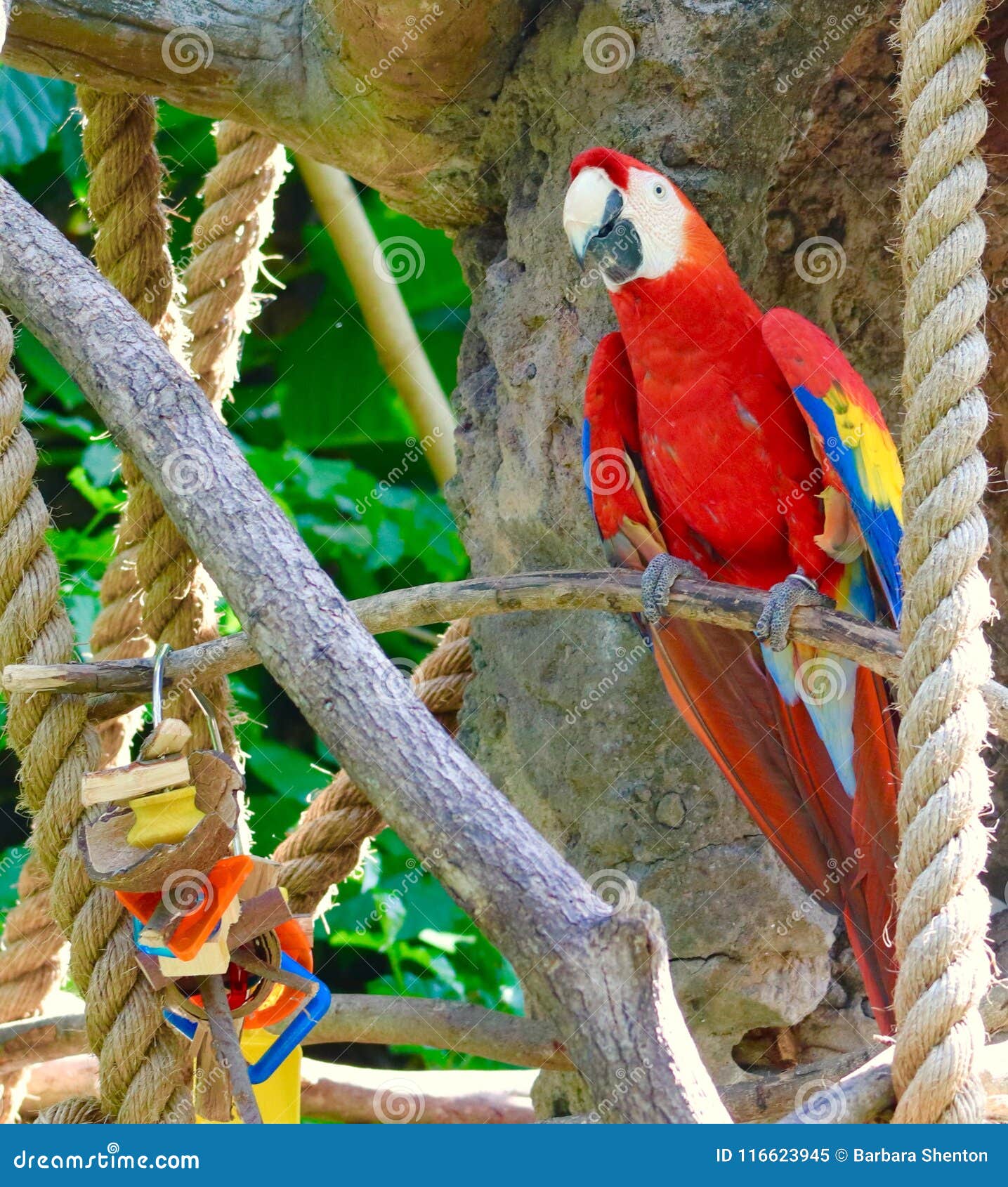 Pretty red parrot stock image. Image of parrot, yellow - 116623945