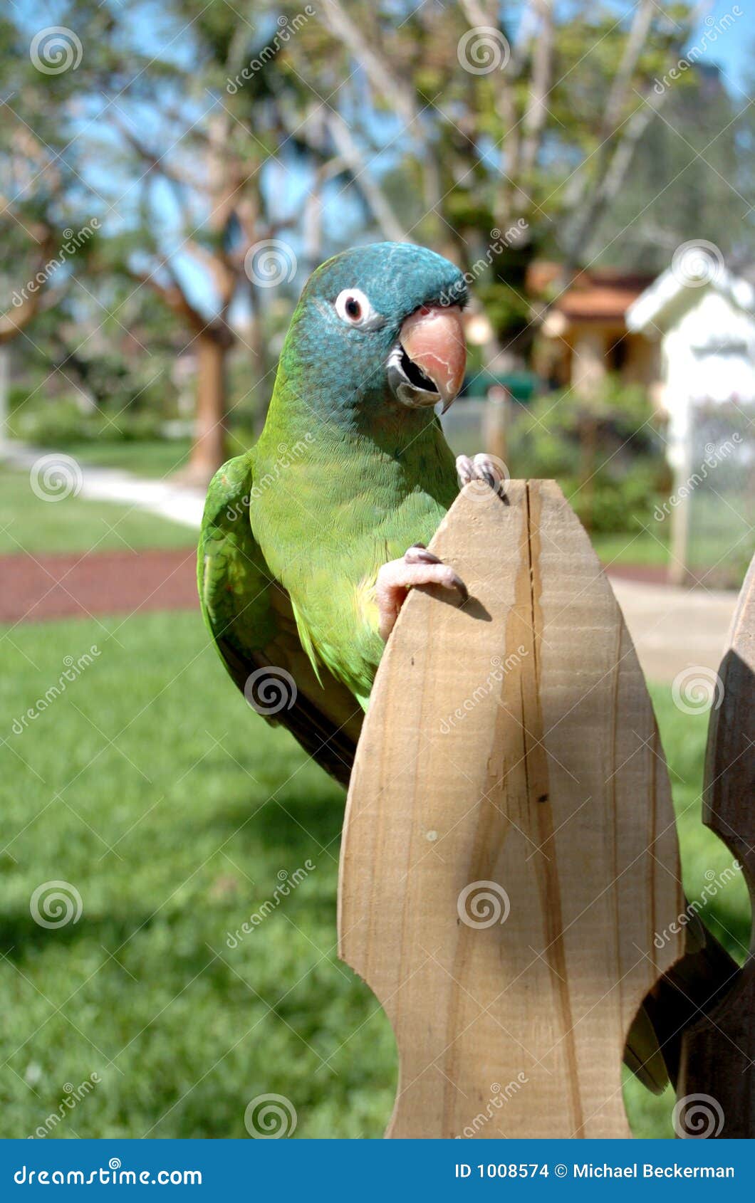 Parrot perched on fence stock photo. Image of looks, bird - 1008574