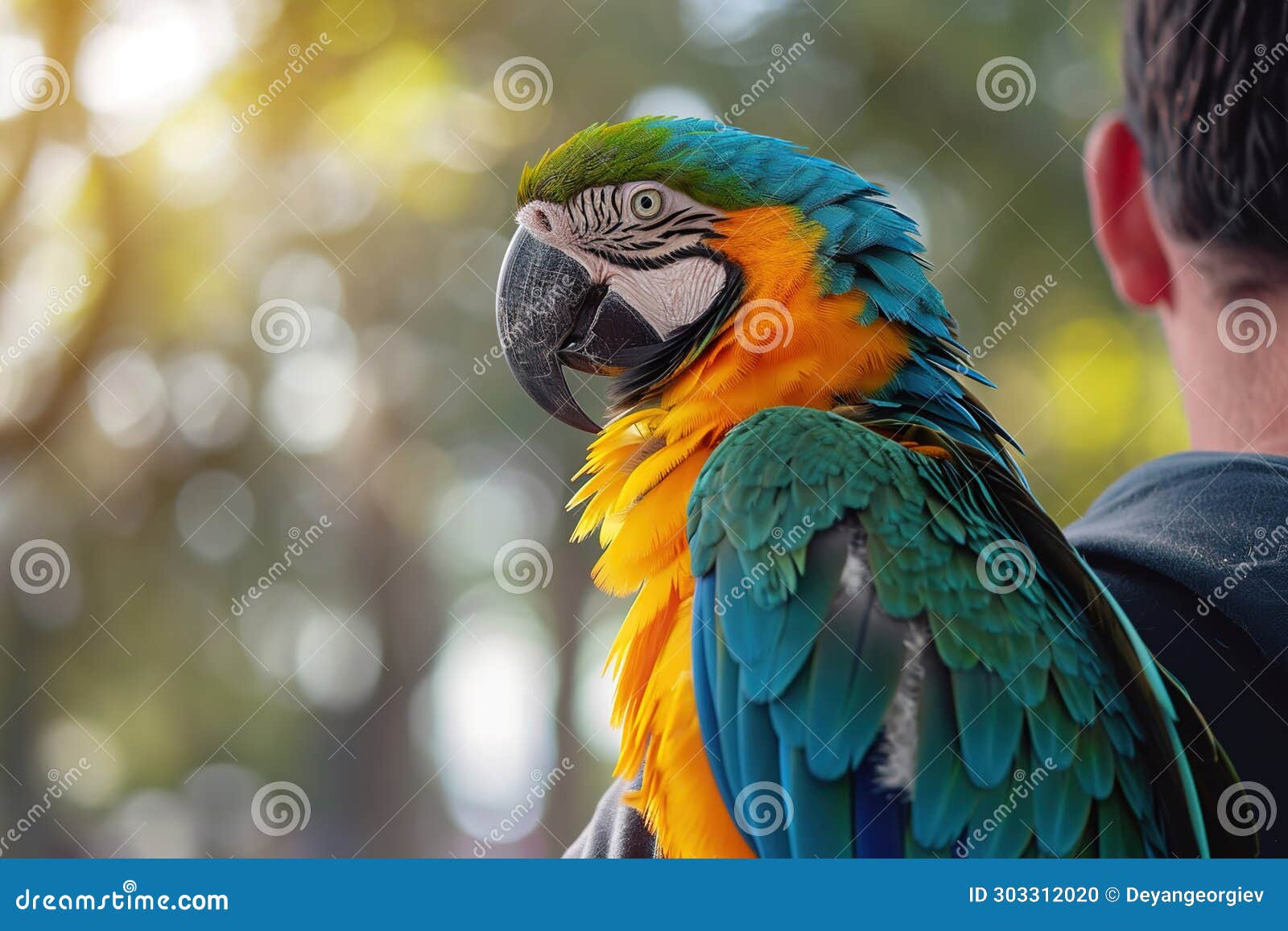 A Parrot Perched on a Man S Shoulder. Back Side View. Stock ...