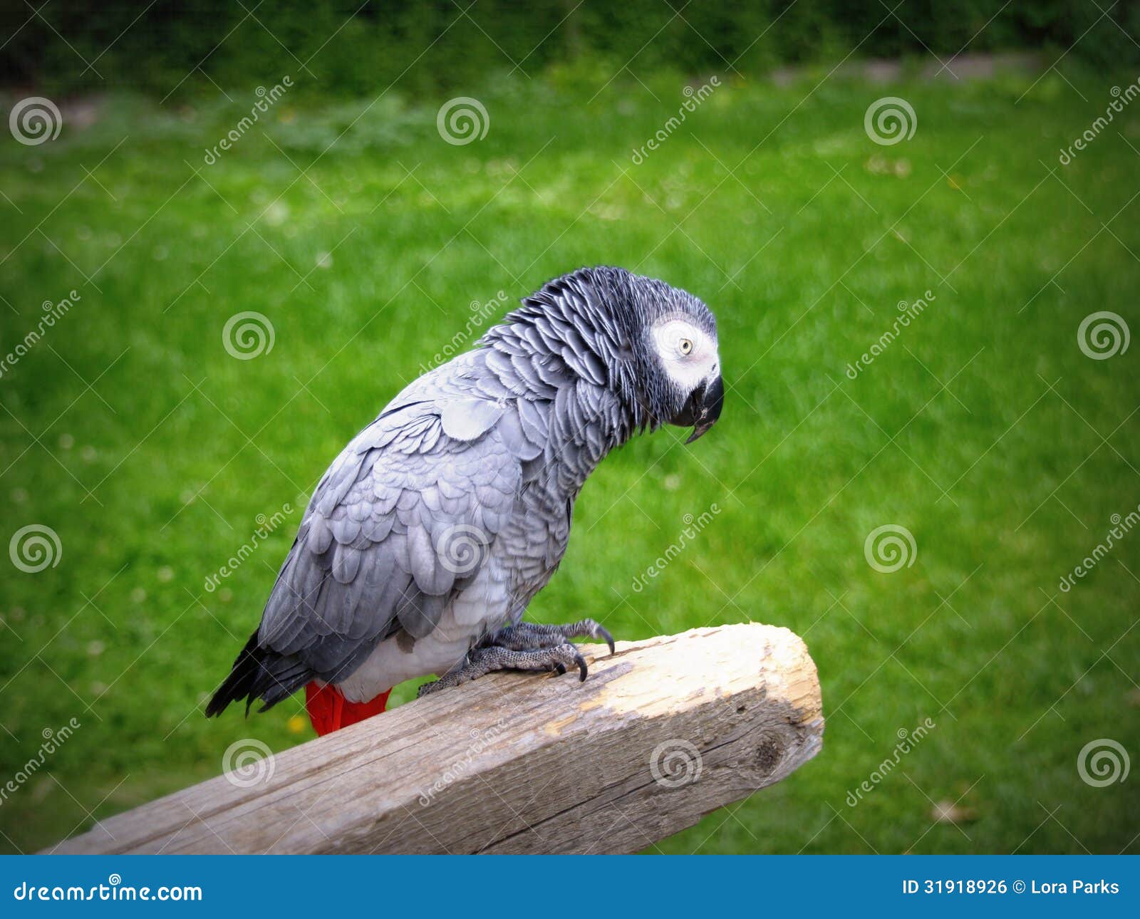 Parrot perched on post stock photo. Image of feathers - 31918926