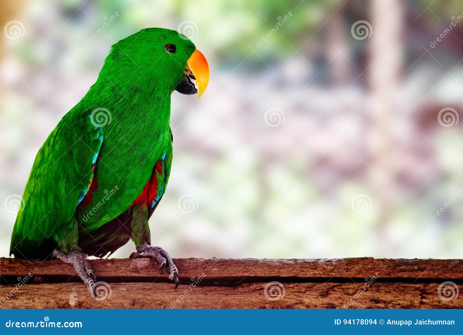 Parrot perching stock photo. Image of tropical, cute - 94178094