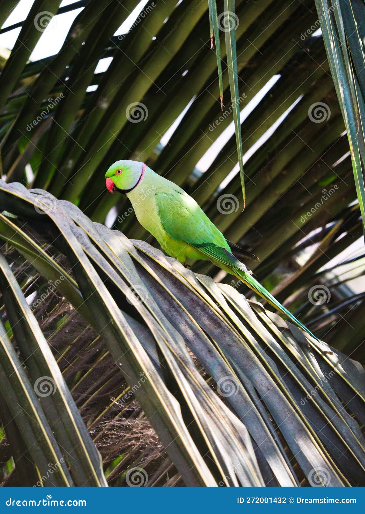 Parrot Perching on Coconut Leaves Stock Photo - Image of nature ...