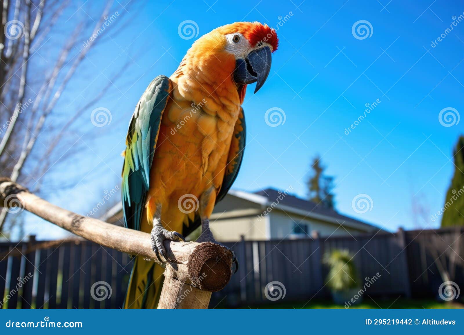 Parrot Perching on Standing Stick for the First Time Stock Photo ...