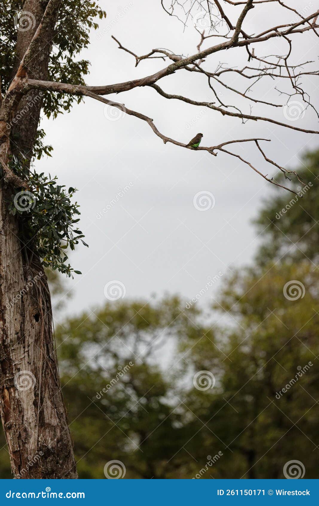 Parrot Perching on Tree Branch Stock Image - Image of outdoor, branch ...