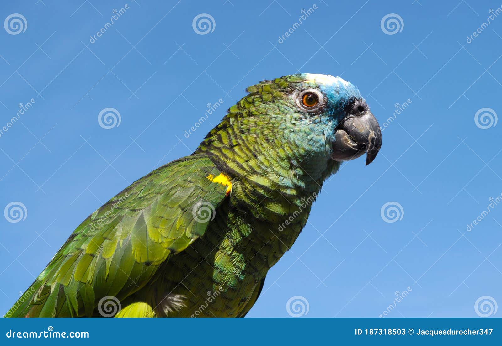 Parrot Pet Talking Bird on Blue Sky Stock Image - Image of yellow ...