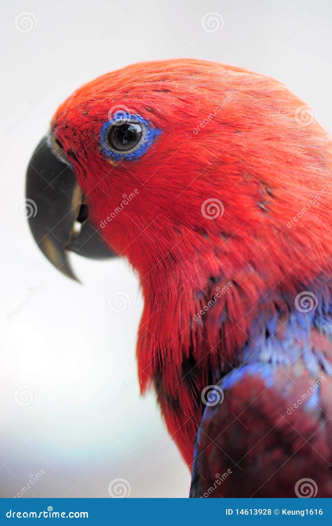 Parrot and photographer stock photo. Image of hong, reflection - 14613928