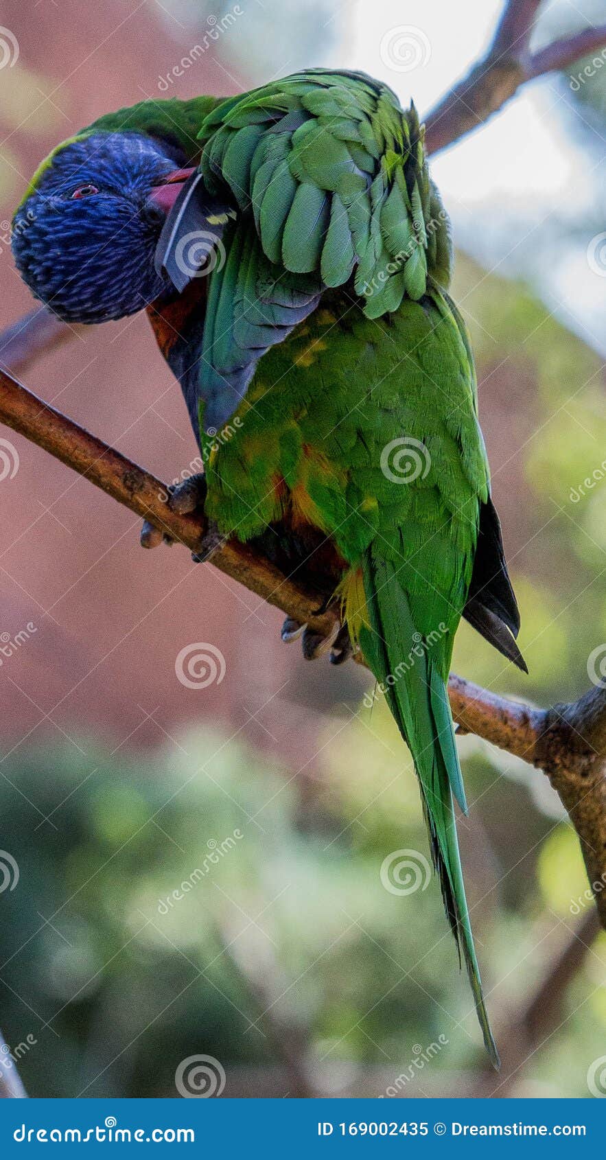 Parrot stock image. Image of nature, parrot, wild, bird - 169002435