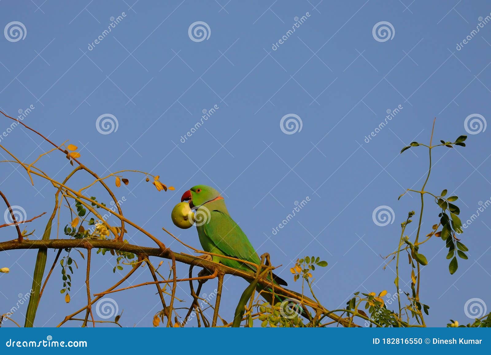 Parrot Picks Up Jujube Fruit Stock Photo - Image of front, growing ...