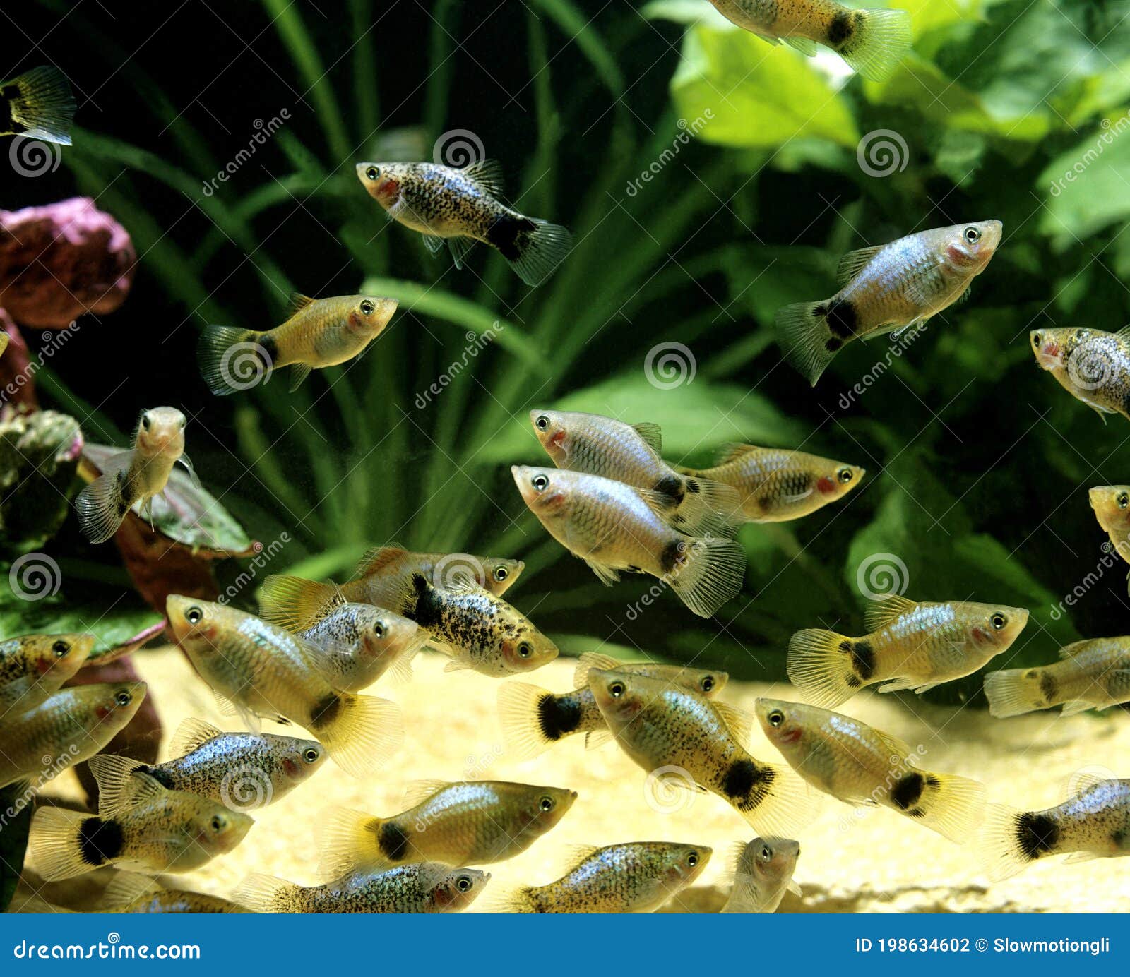 Red Variatus Platy Platy Male Xiphophorus Maculatus Tropical Aquarium ...