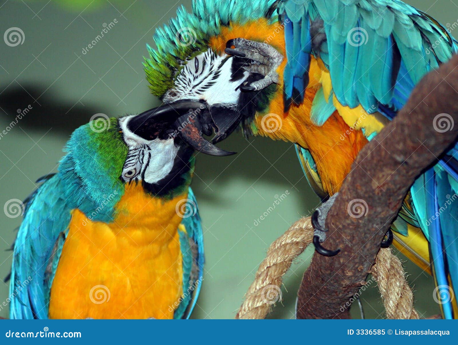 Parrot Play stock image. Image of beaks, play, colorful - 3336585