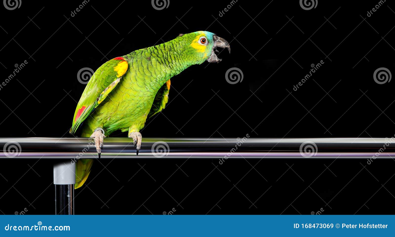 Parrot Playing and Posing in Photo Studio Stock Image - Image of ...