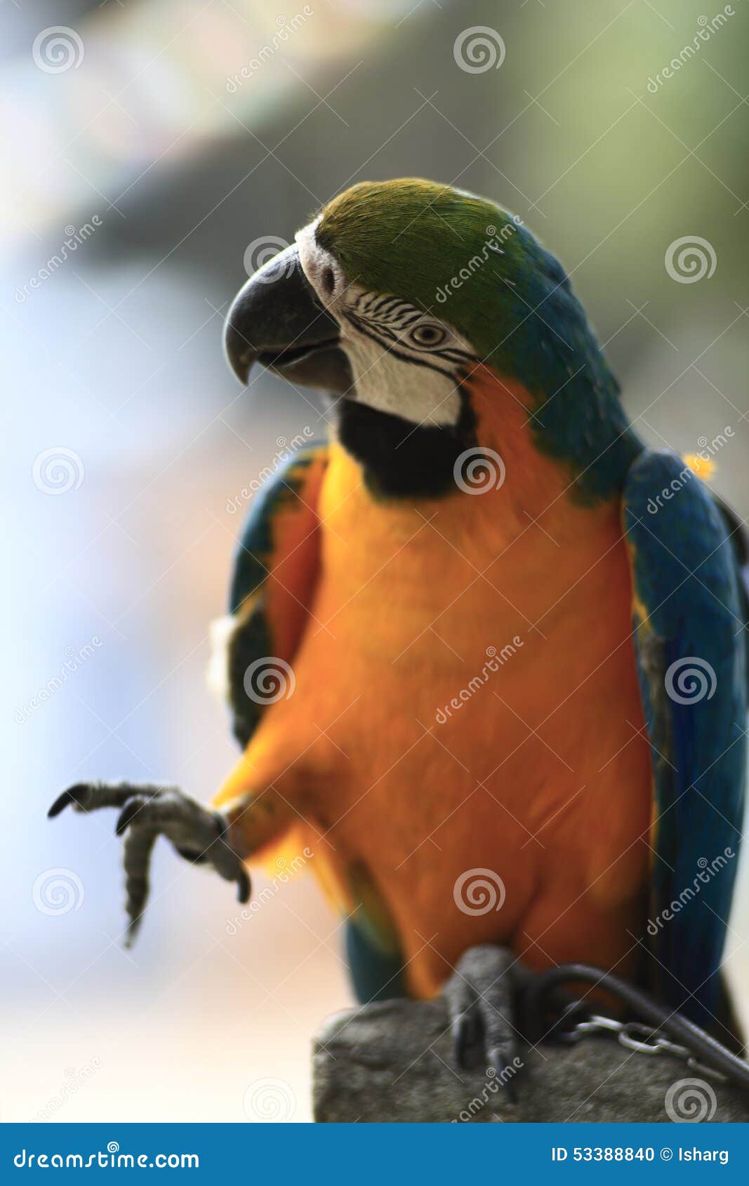 Parrot Pointing a Claw stock photo. Image of yellow, claw - 53388840