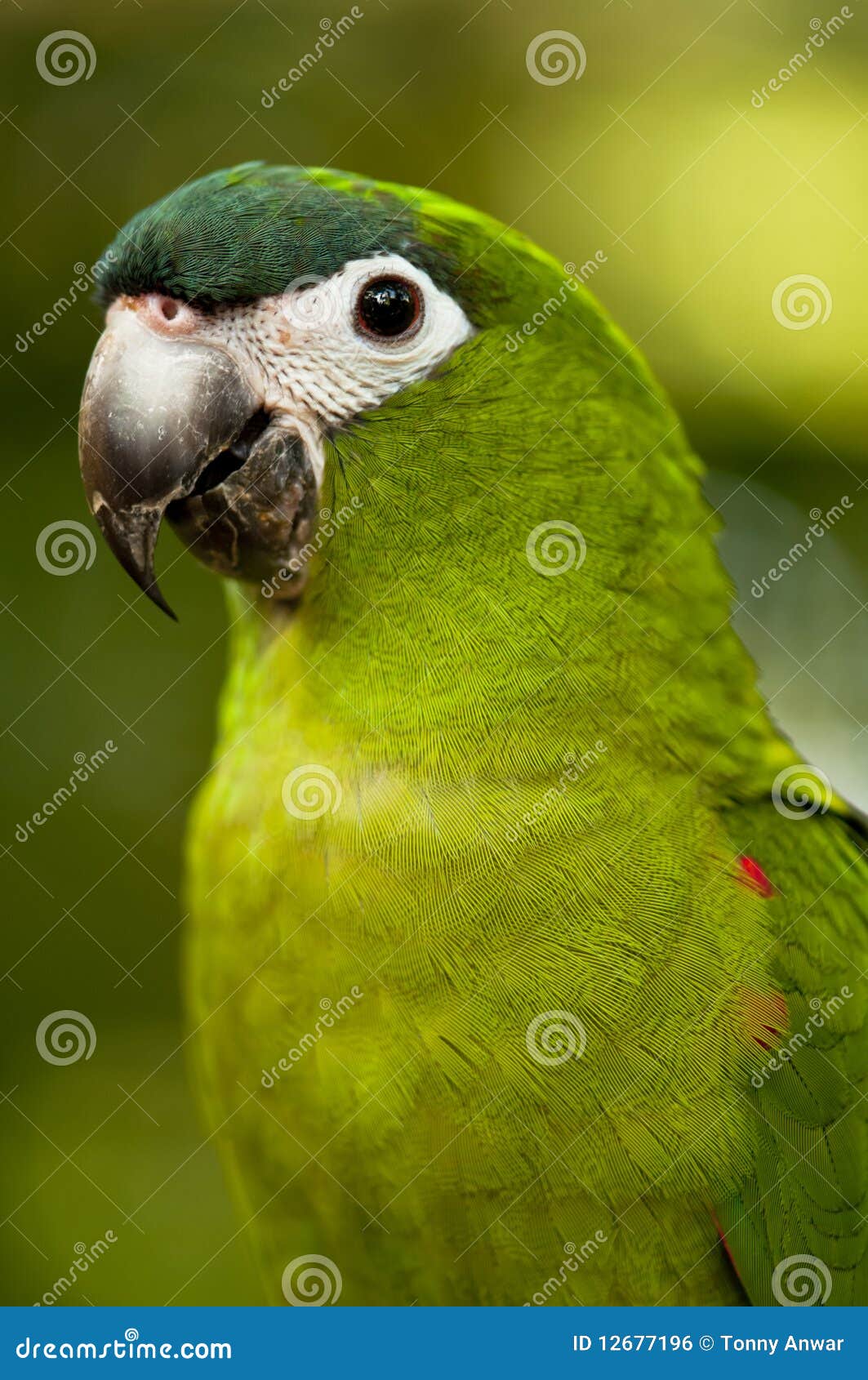 Parrot Portrait stock photo. Image of hanging, stare - 12677196