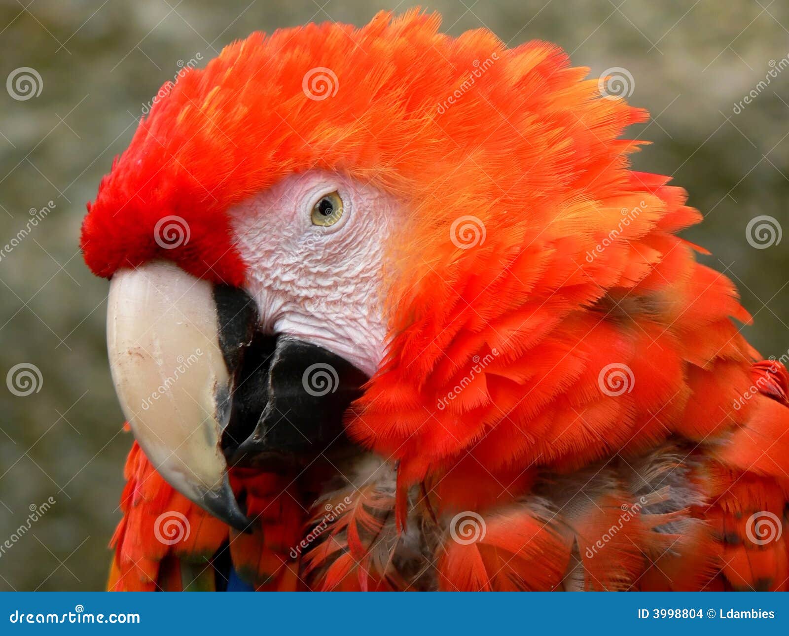 Parrot portrait stock photo. Image of captivity, paradise - 3998804