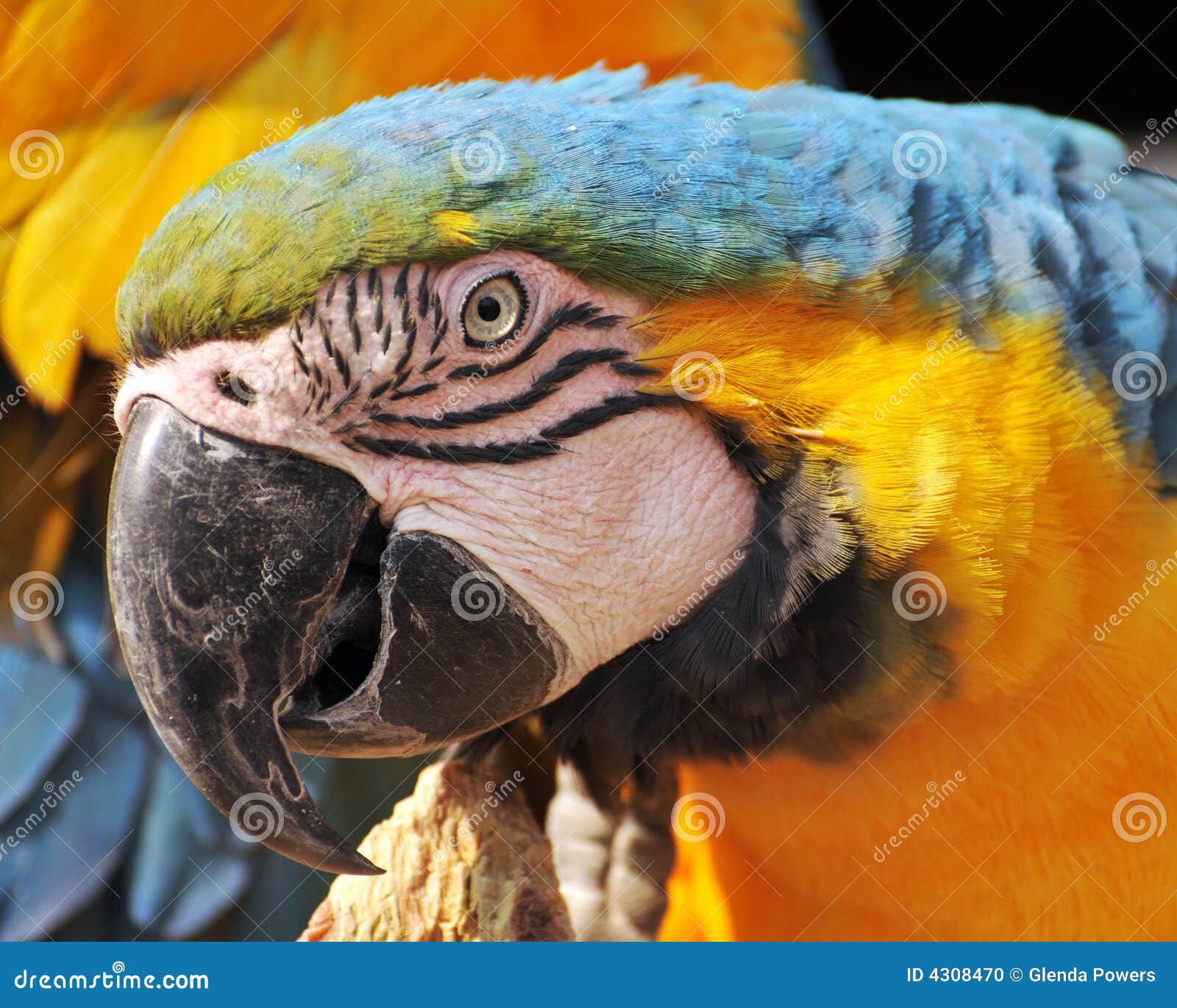 Parrot Portrait stock photo. Image of beautiful, orange - 4308470