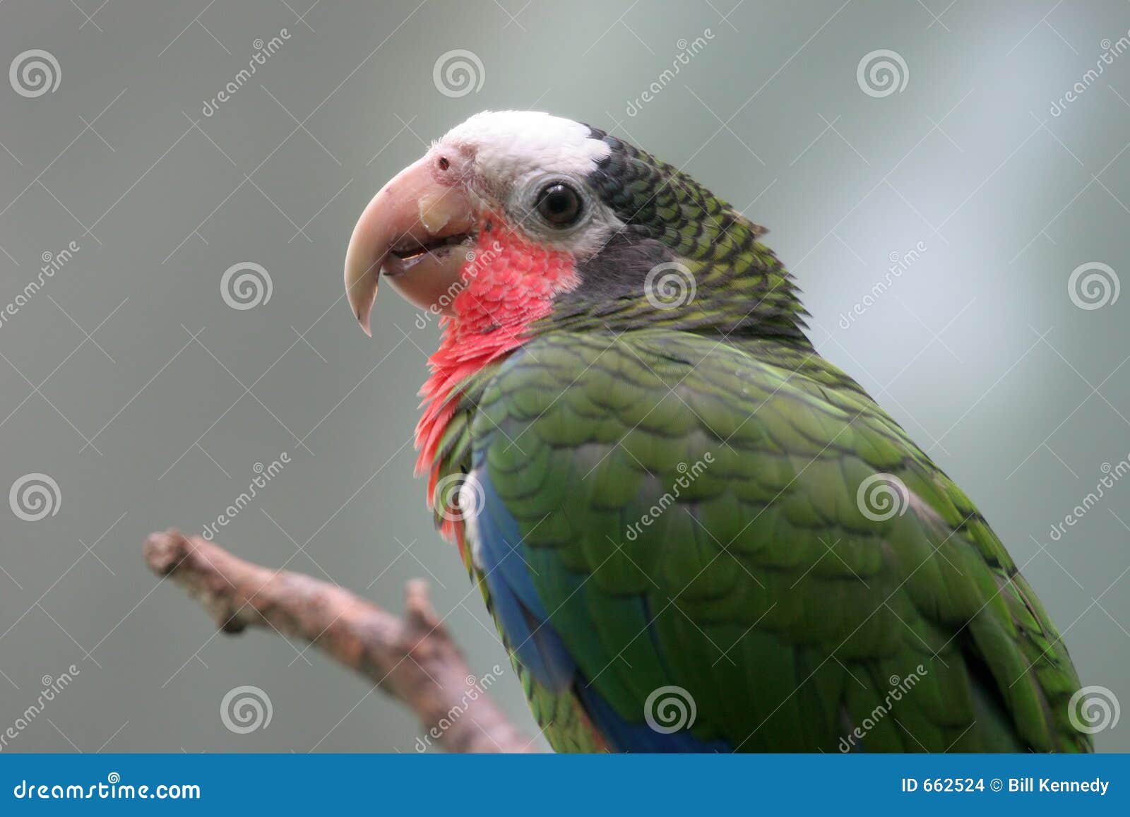 Parrot Portrait stock photo. Image of macaw, winged, avian - 662524