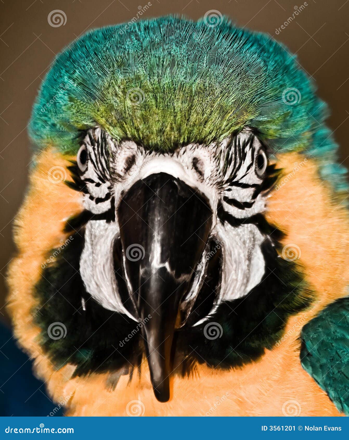 Parrot Portrait 7 stock image. Image of nature, face, bird - 3561201