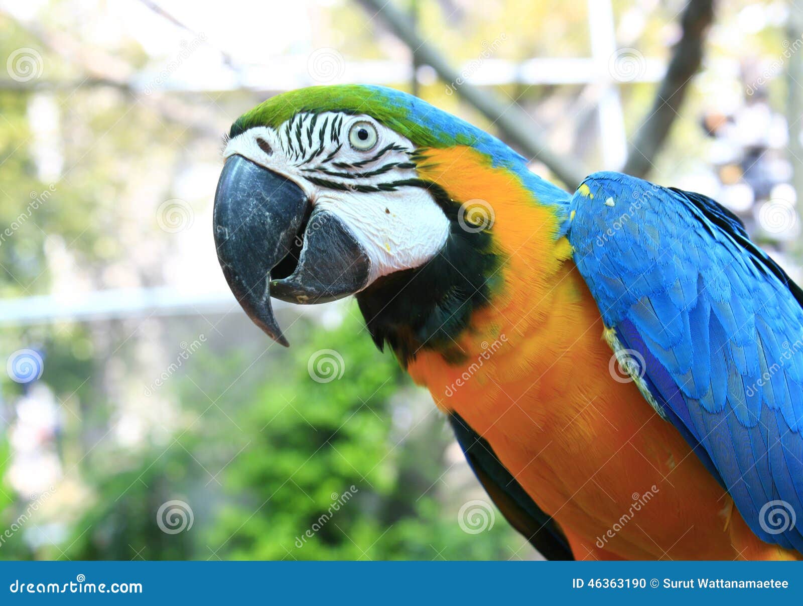 Parrot Portrait stock photo. Image of parrot, animal - 46363190