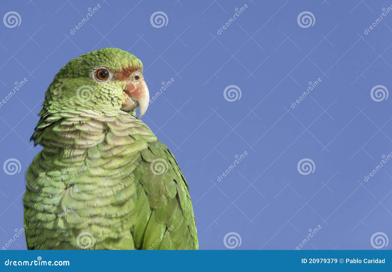 Parrot Portrait with Copy Space. Stock Image - Image of ecuador, colour ...