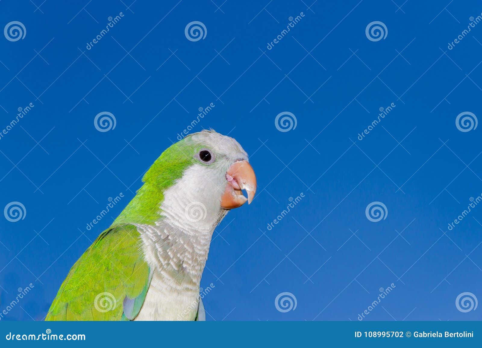 Celestial Parrot Blue Stock Photos - Free & Royalty-Free Stock Photos ...